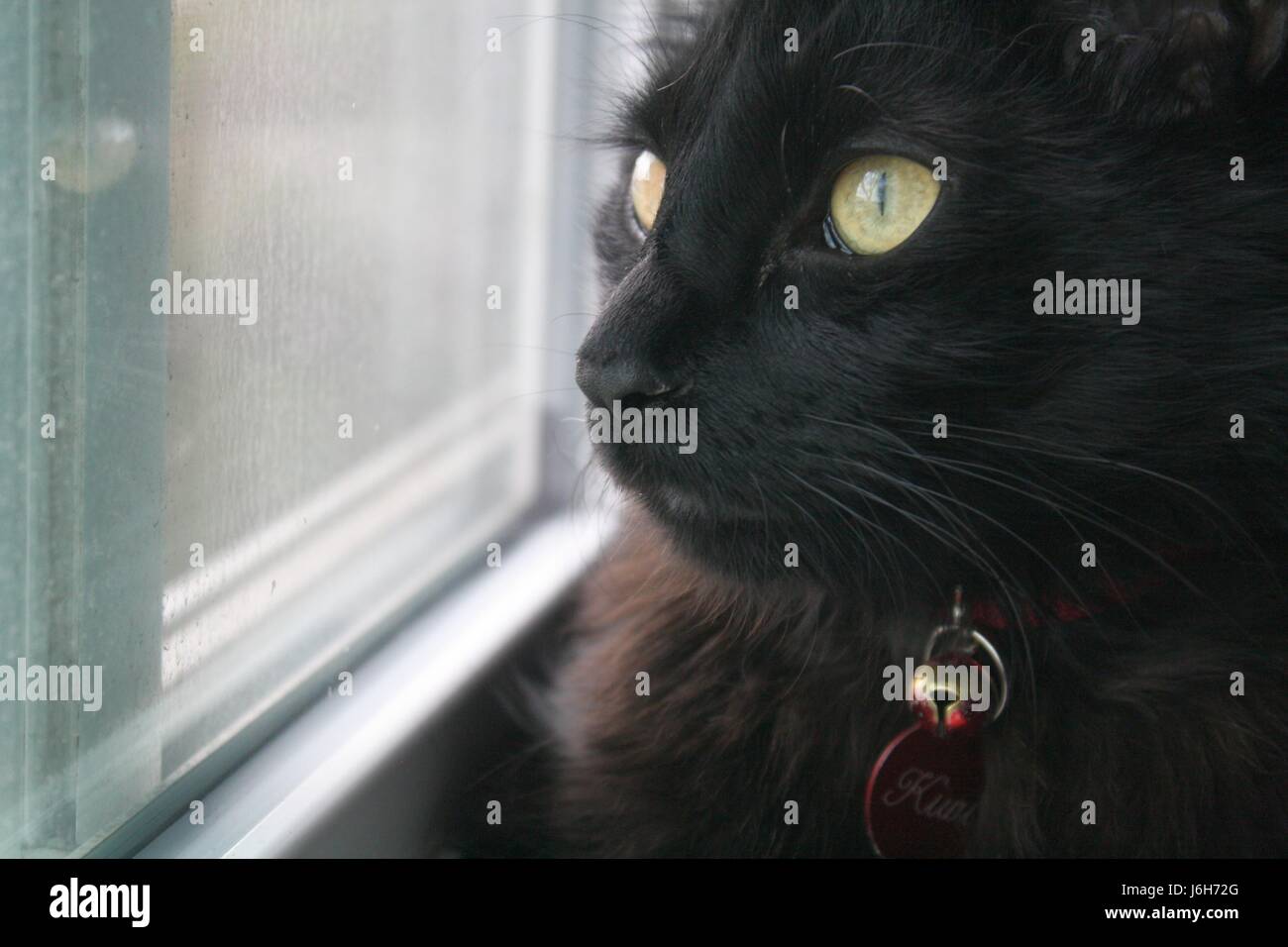 Black Cat looking out window Stock Photo - Alamy