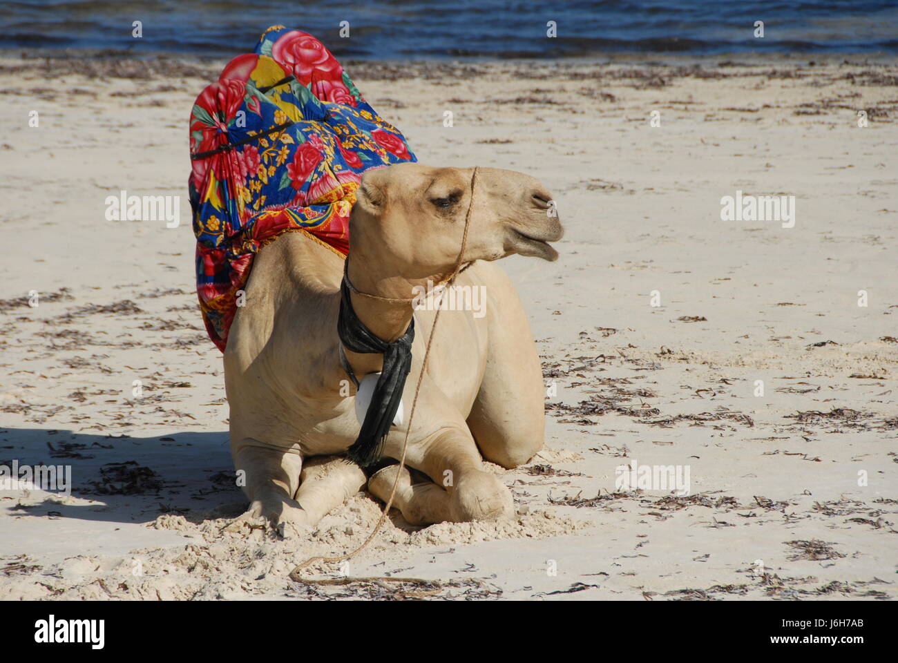 animal mammal portrait beach seaside the beach seashore camel look ...