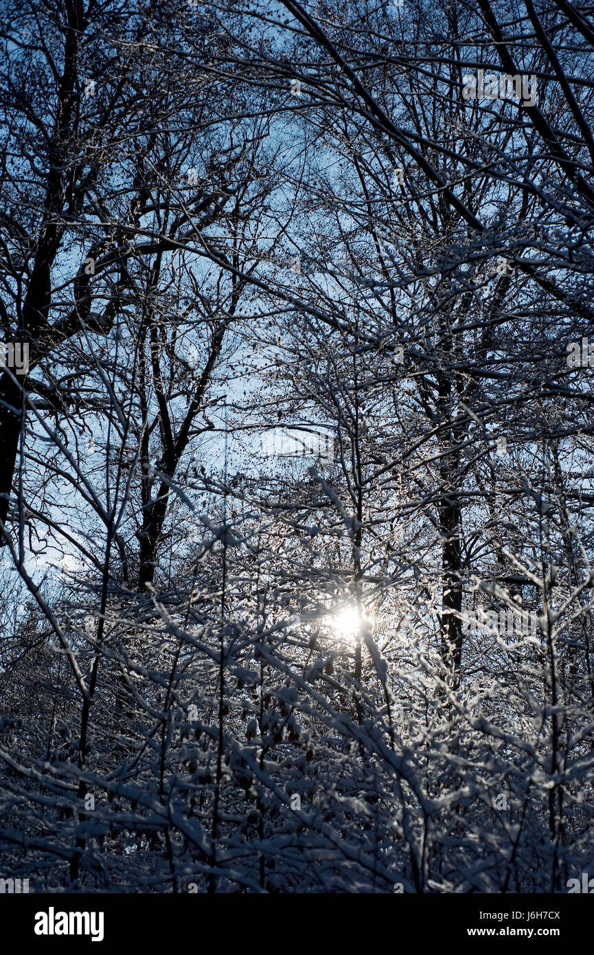 winter ice counter-light snow forest shine shines bright lucent light ...