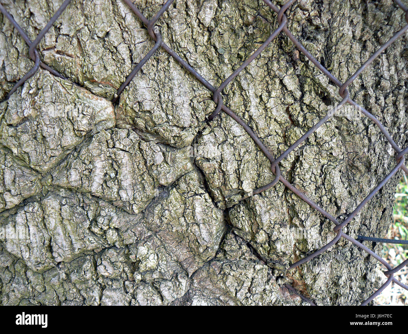 tree fence metal bark ingrown paled tree fence metal bark wire wire ...