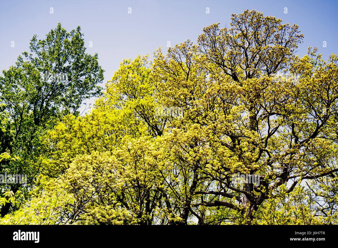 Roanoke Virginia,Mill Mountain,Blue Ridge,Appalachian,springtime,trees ...