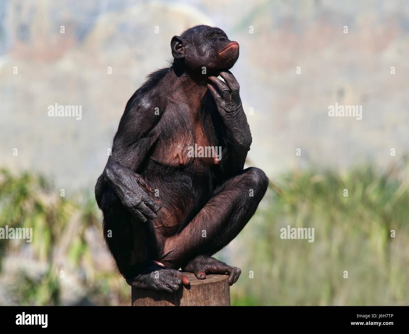 female monkey zoo gorilla chimpanzee animal mammal wild africa face ...