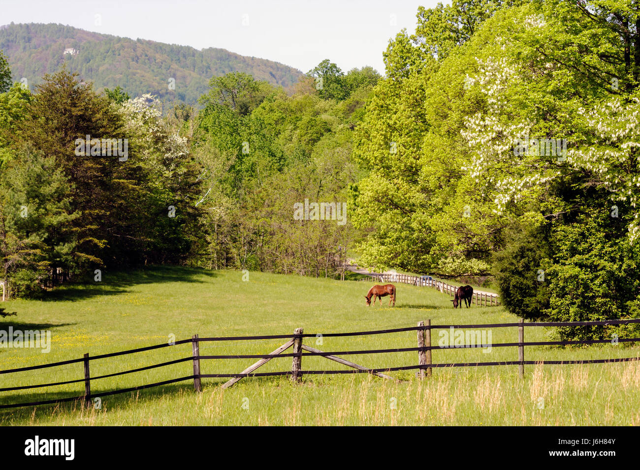 Roanoke Virginia,Blue Ridge Parkway,Appalachian Mountains,pasture,trees ...