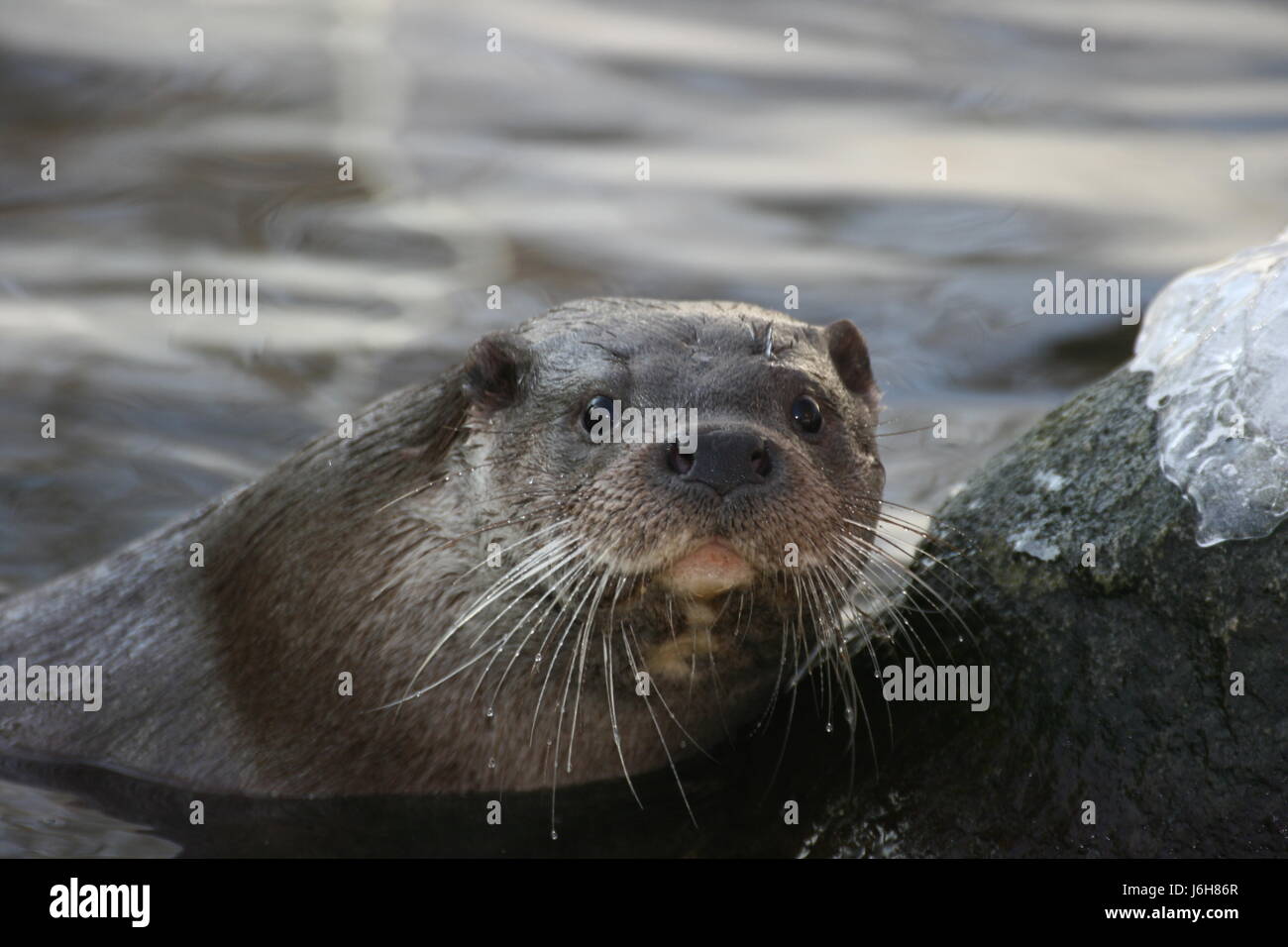 fish,predator,otter,fresh water,lake,inland water,water,marten,river ...