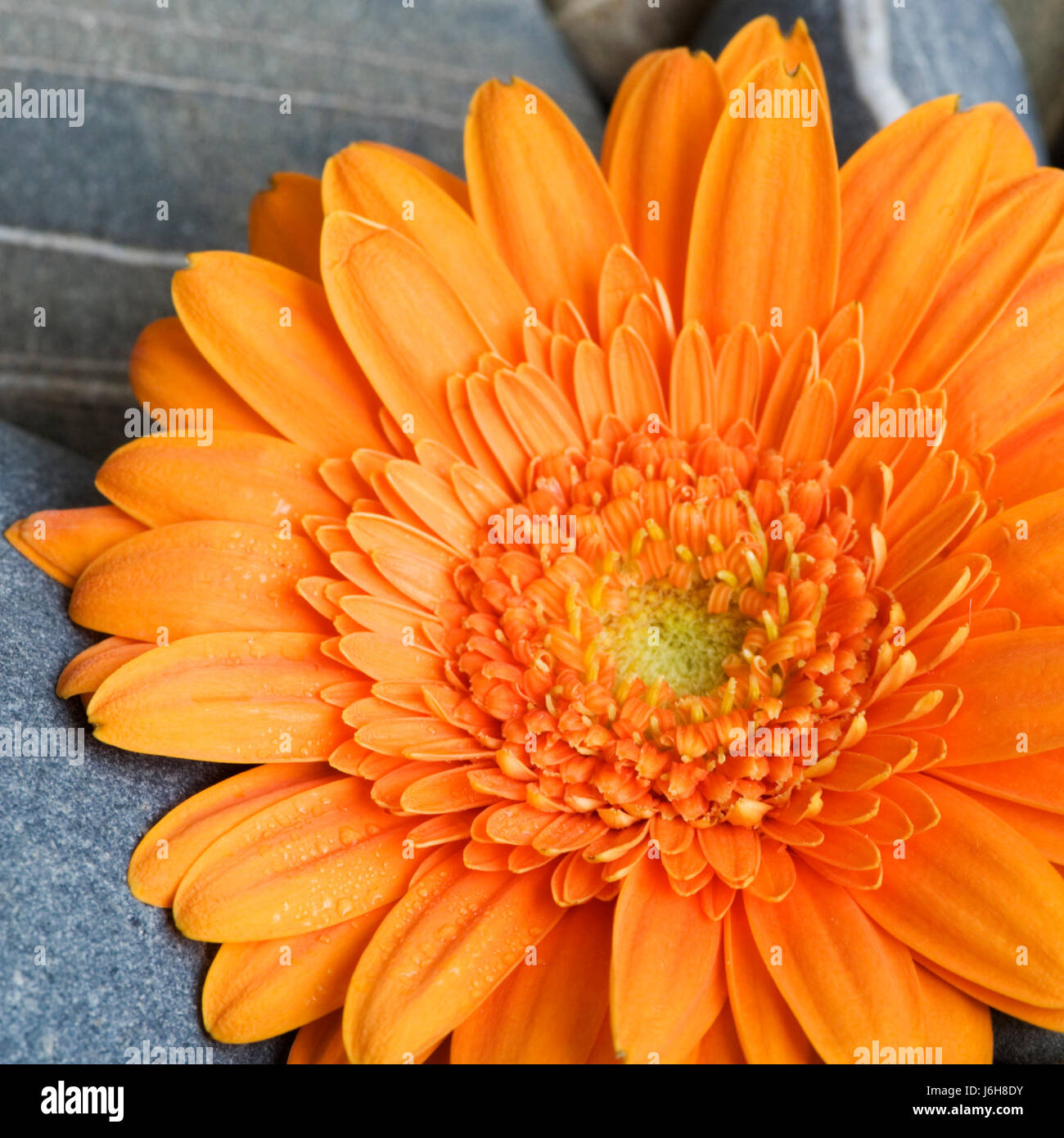 still life orange flower plant gerbera silicic grey gray still life ...