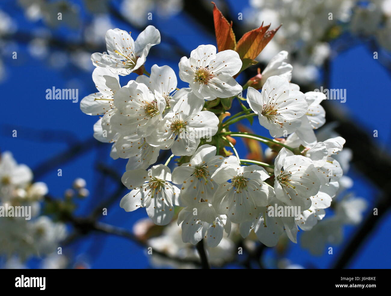 tree bloom blossom flourish flourishing spring branch cherry dense ...