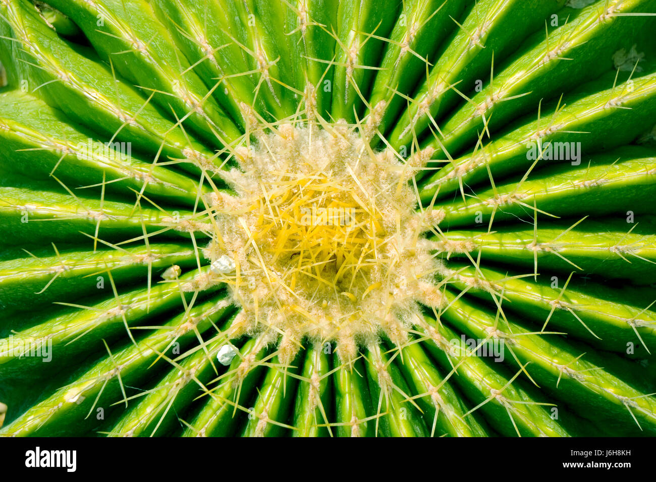 desert wasteland circle cactus center circular lawn green nature plant ...