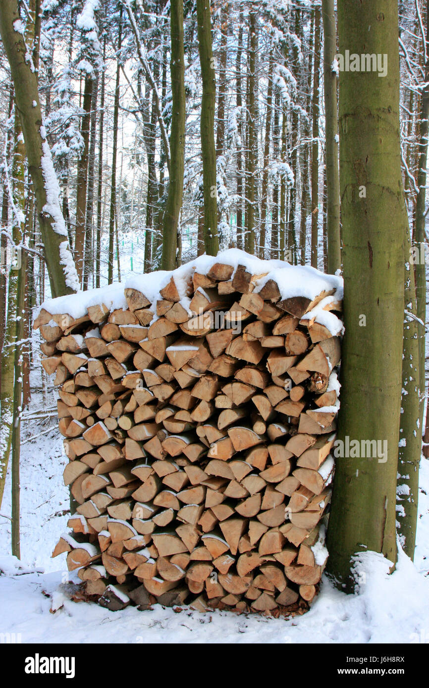 wood deciduous tree deciduous forest forest tree wood deciduous tree ...