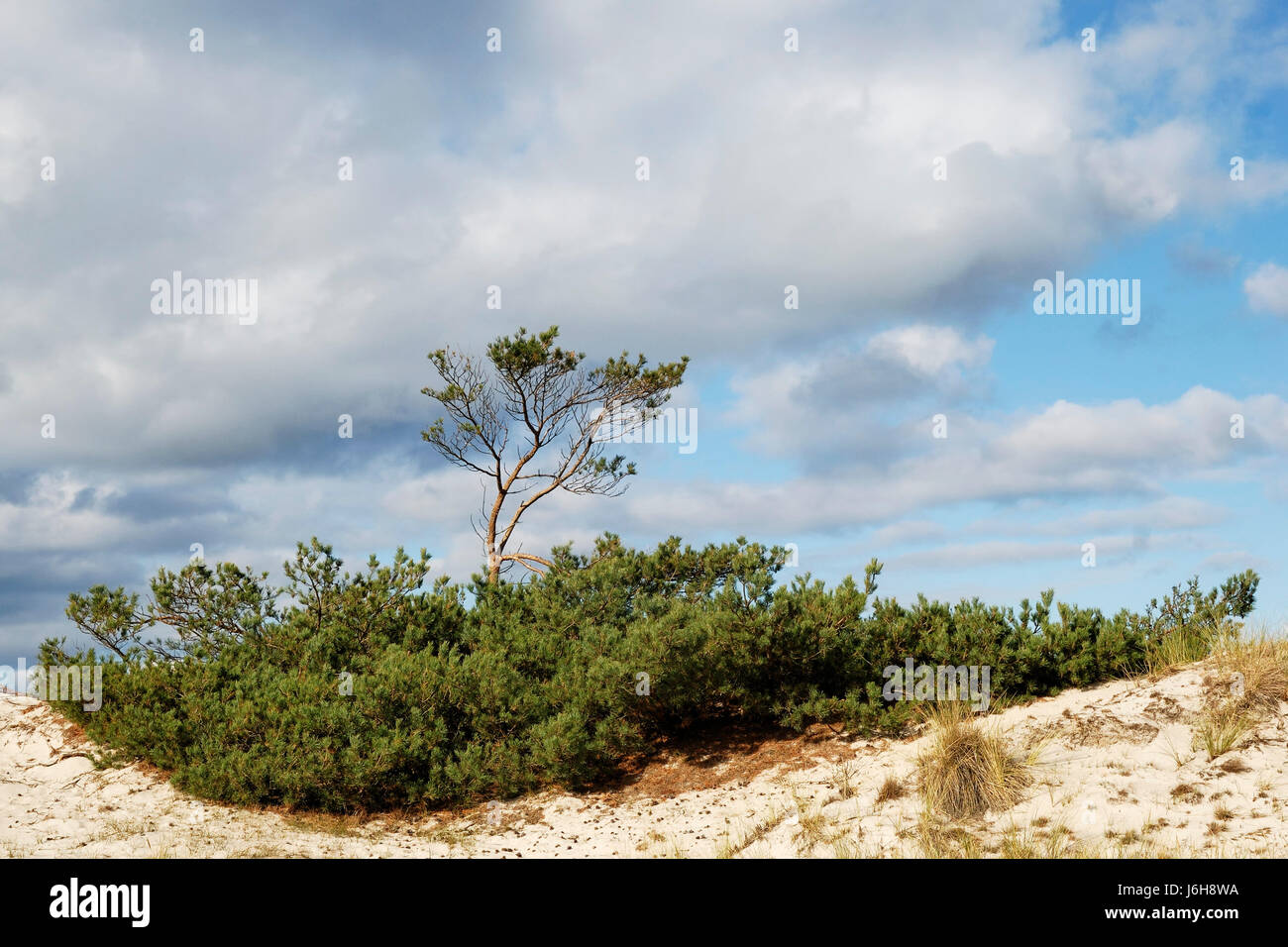 tree trees pine beach seaside the beach seashore firmament sky scenery ...