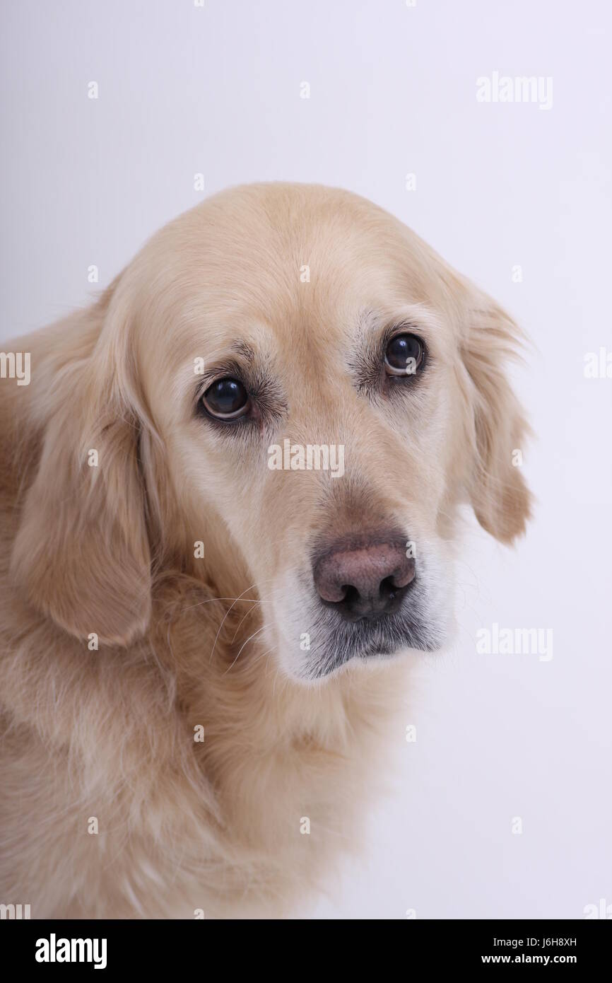 portrait dog golden more retriever head eye organ look glancing see ...