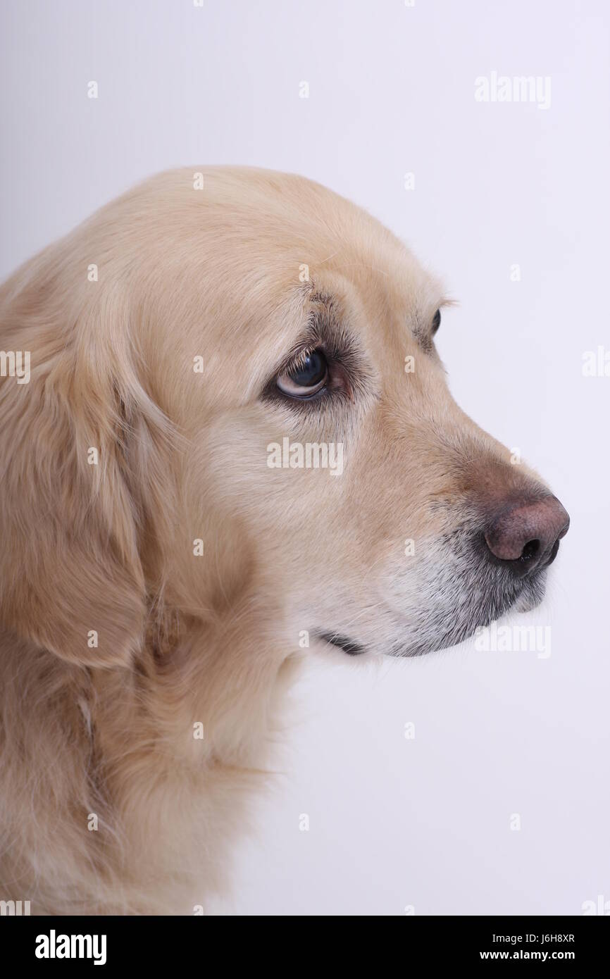 portrait dog golden more retriever head eye organ look glancing see ...