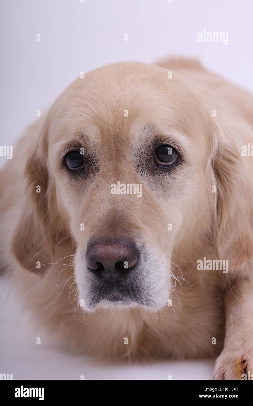 portrait dog golden more retriever head eye organ look glancing see ...