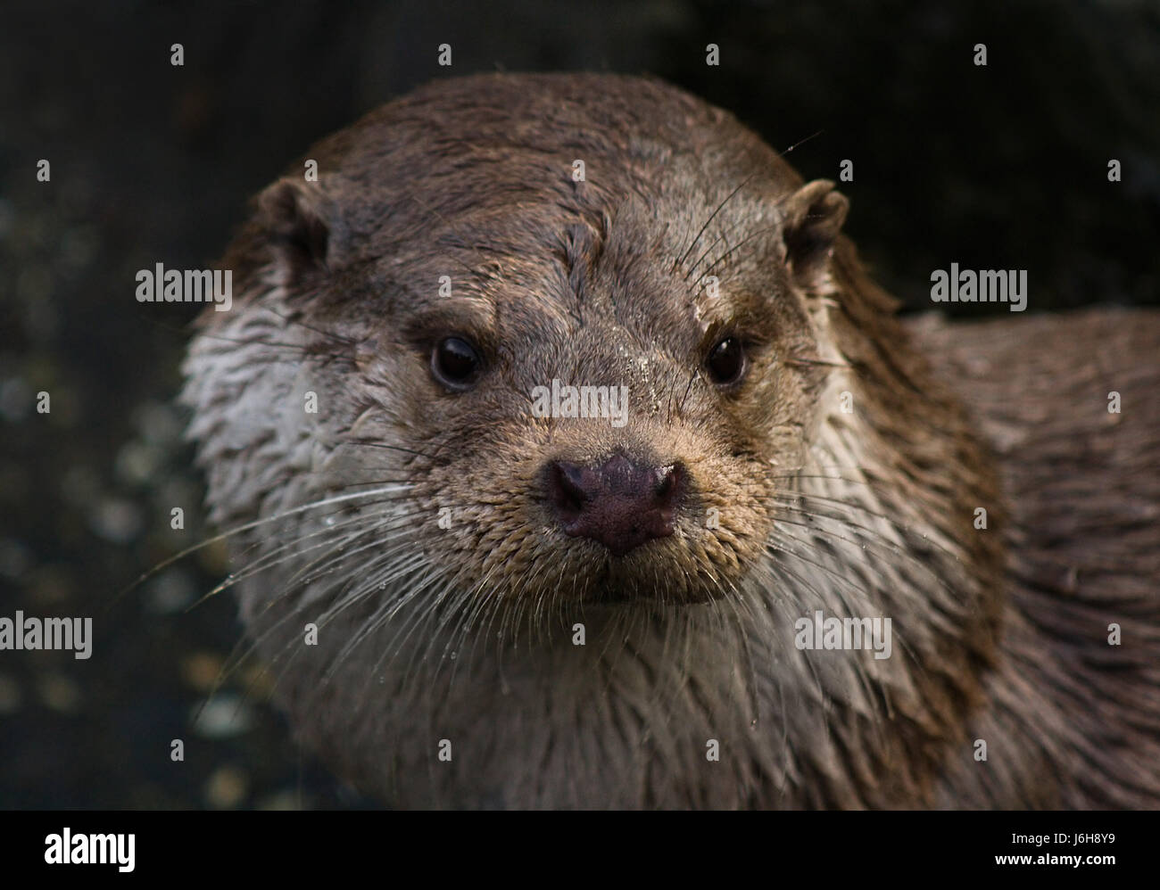 animal mammal animals mammals otter otters water animal mammal brown ...