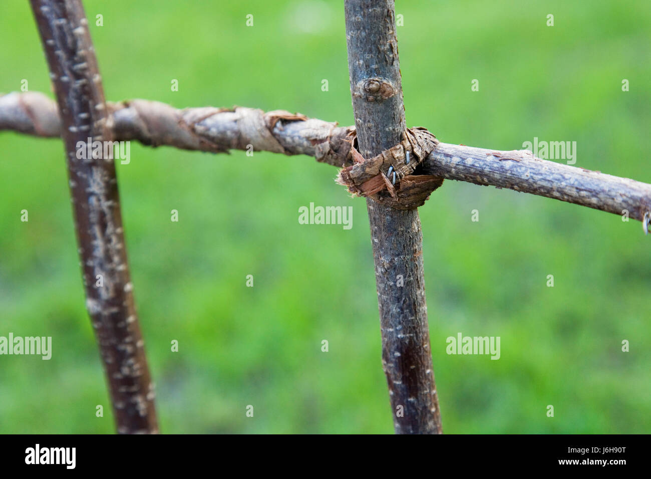 Wattling hi-res stock photography and images - Alamy