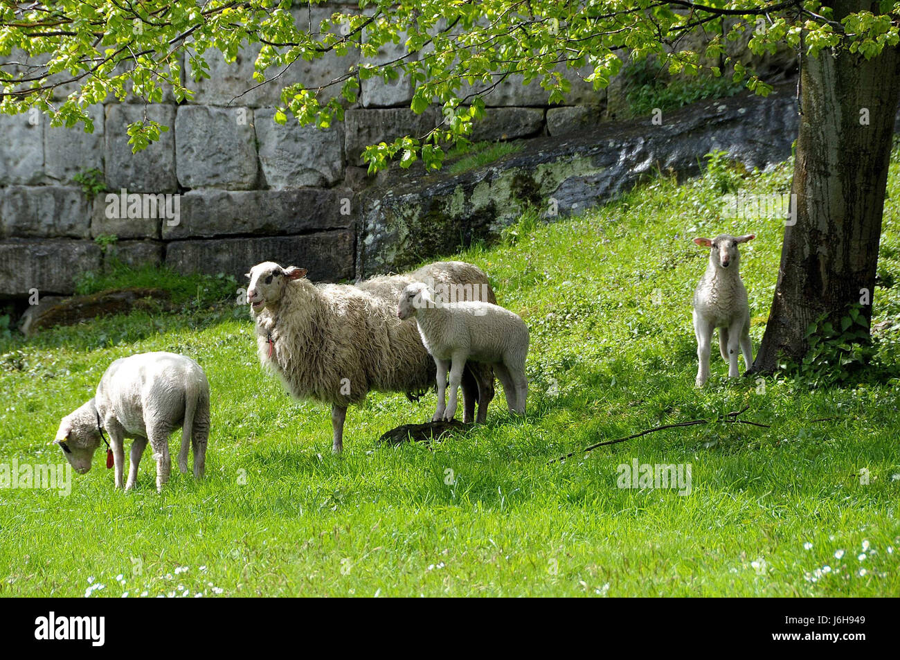 animals sheep (pl.) lamb nature chateau castle animal animals sheep ...