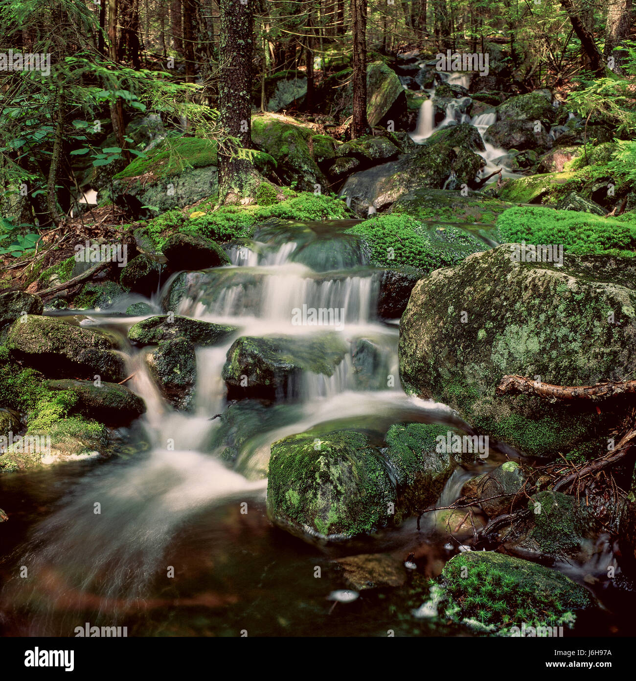 Mossy Brook Trail Stock Photo - Alamy