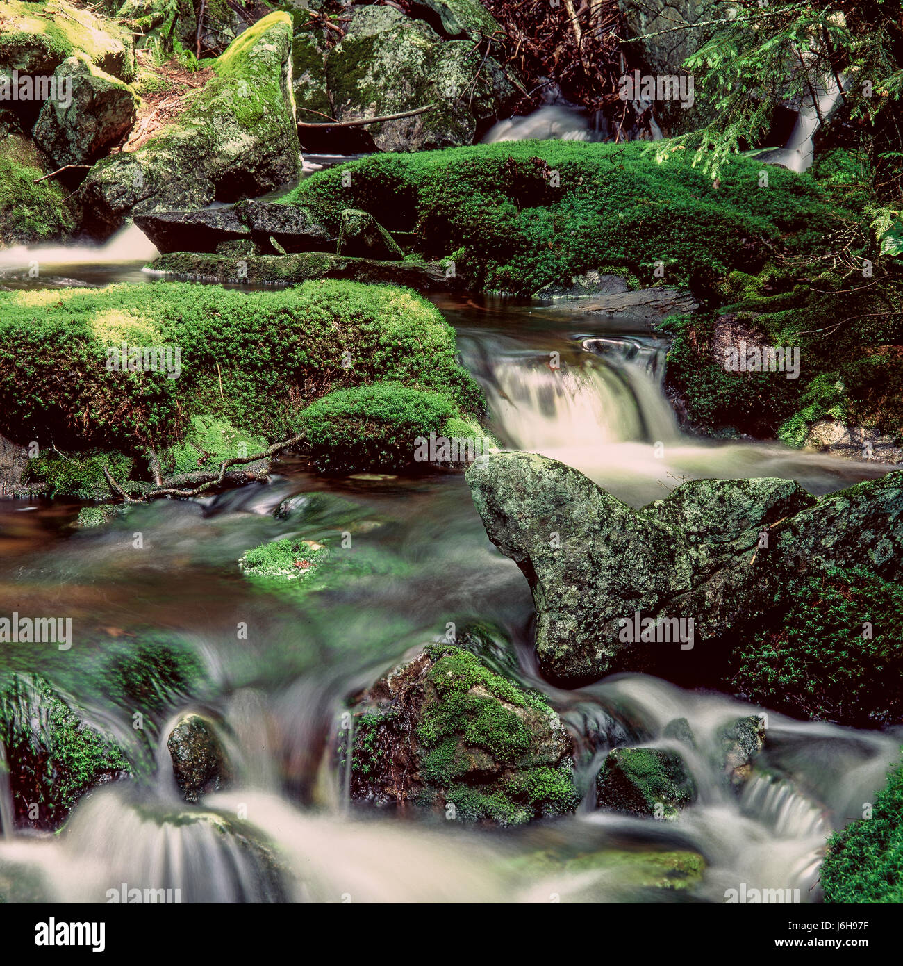 Mossy Brook Trail Stock Photo - Alamy