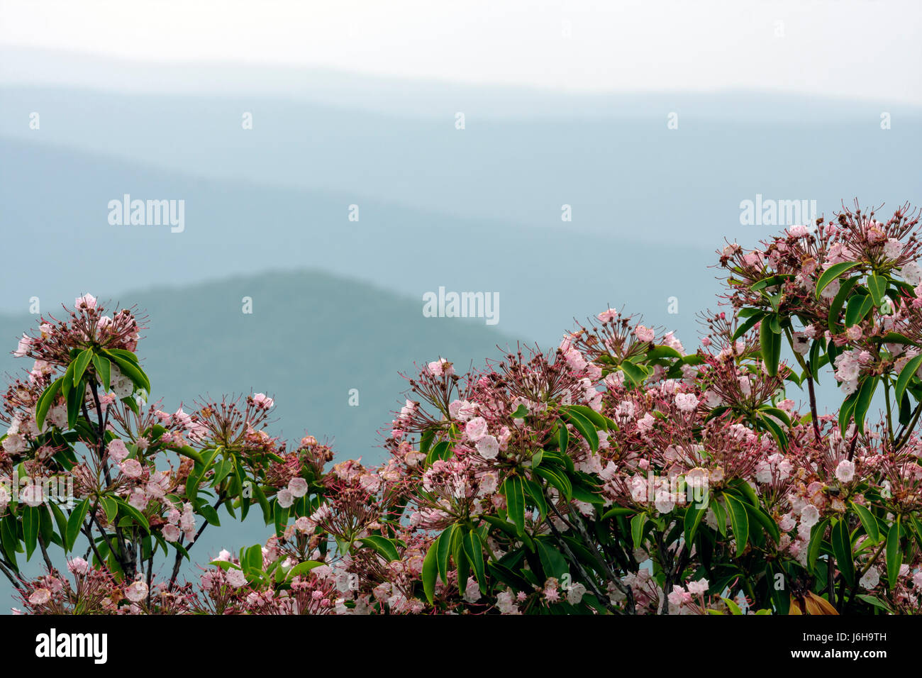 Blue Ridge Parkway Virginia,Appalachian Mountains,mountain laurel ...