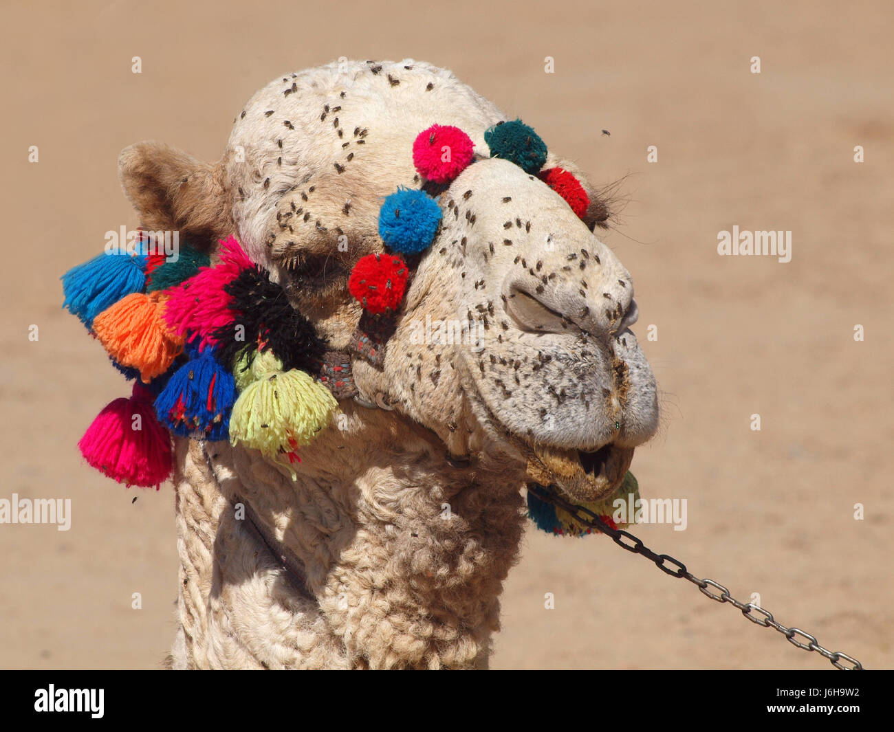 animal camel fly egypt vermin dromedary animal camel fly egypt vermin ...