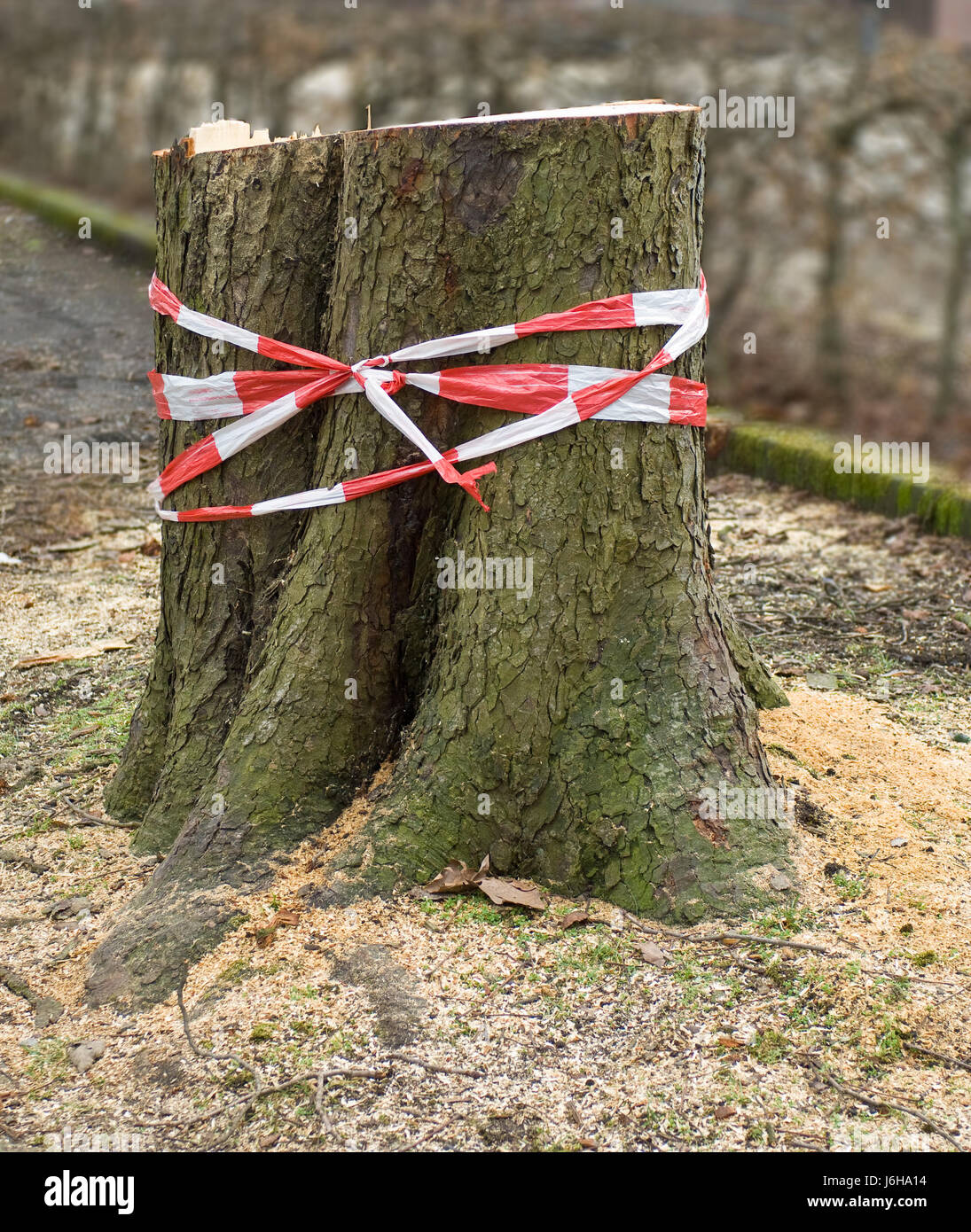 tree drop snag tear down clearing sawed off lumberjack blown off trunk ...