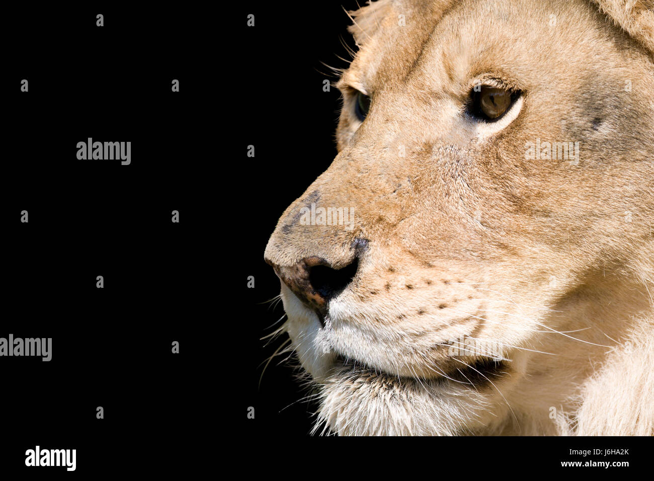 isolated animal mammal male masculine lion cat big cat feline predator ...