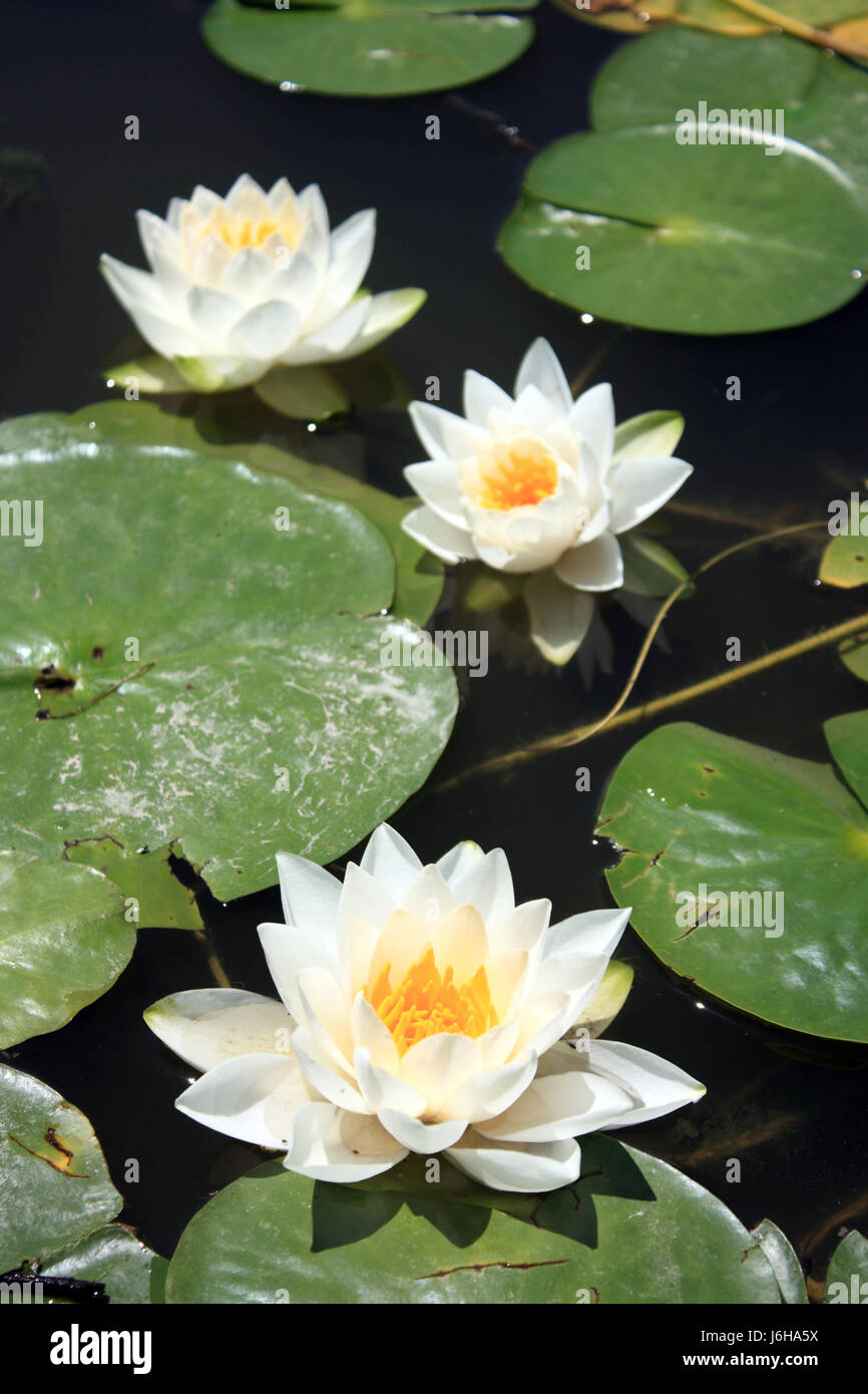 bloom blossom flourish flourishing flower flowers plant flora lily ...