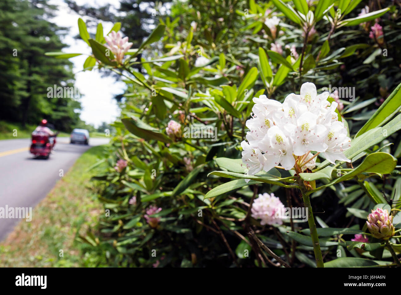 Blue Ridge Parkway Virginia,Appalachian Mountains,near mile post 150 ...