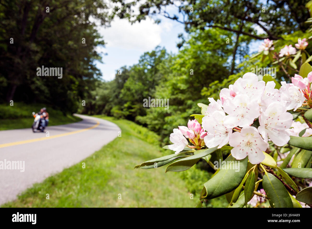 Pine spur overlook hi-res stock photography and images - Alamy