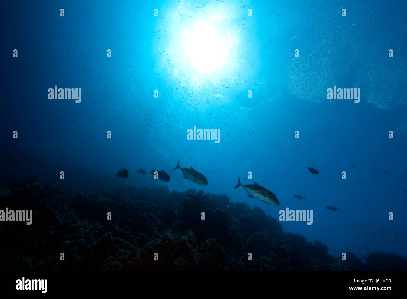 animal fish sunlight underwater colony exotic sunbeam egypt hard dive ...
