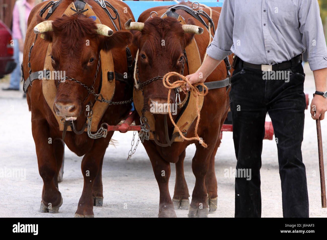 animal cow bovine pack animal bullock animal brown brownish brunette ...