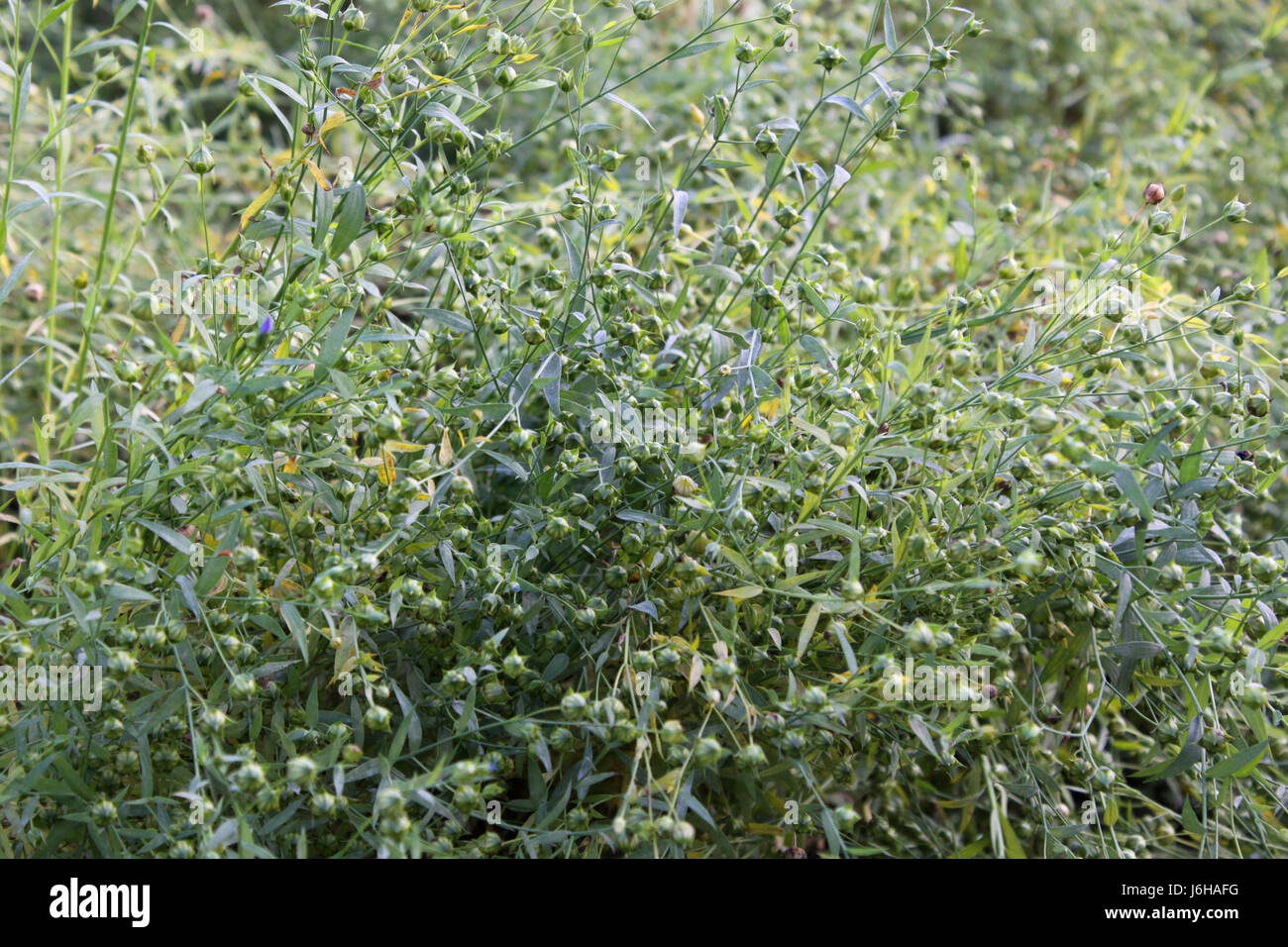 Flachsfasern hi-res stock photography and images - Alamy