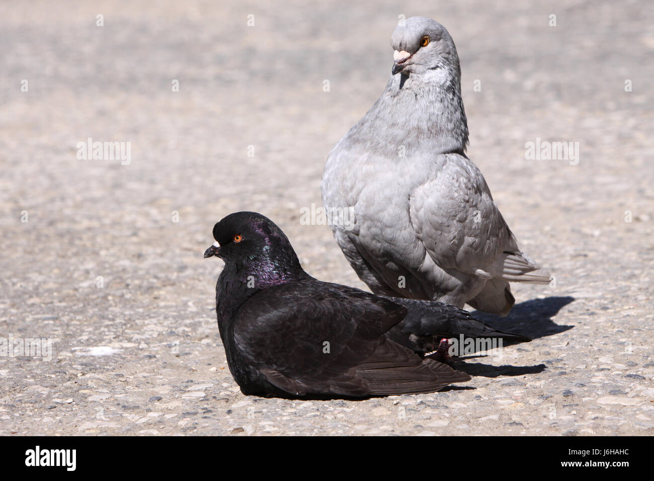 Modena pigeons hi-res stock photography and images - Alamy