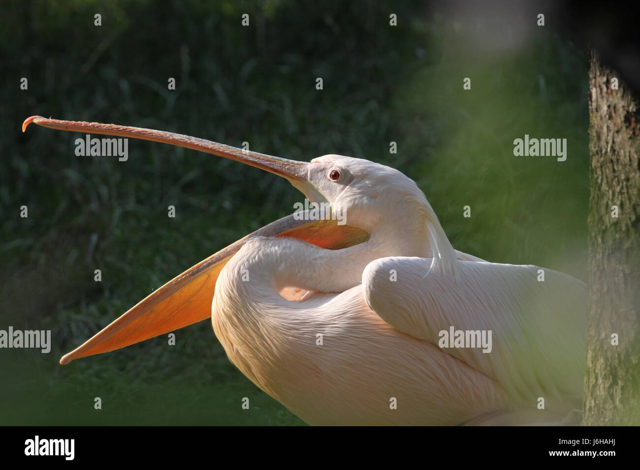 bird birds feathering waterfowls pelican waterfowl swimming bird ...