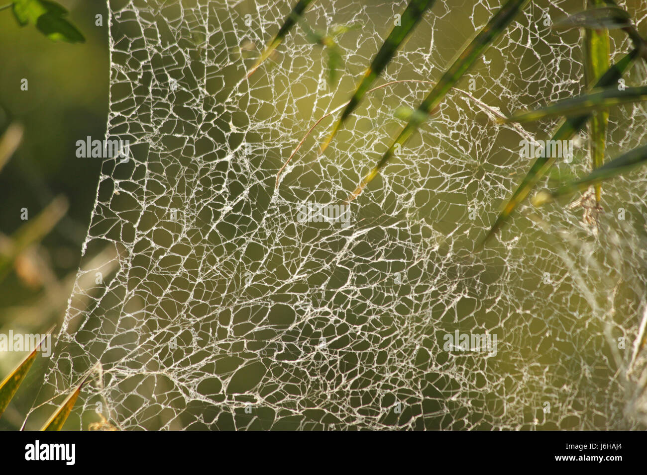 creepy abstract cobweb trap spiderweb internet www worldwideweb net web ...
