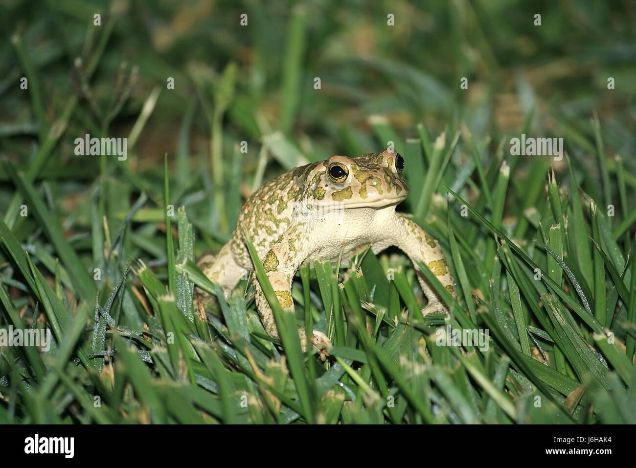 amphibian frog greenback tree frog toad blank european caucasian europe ...