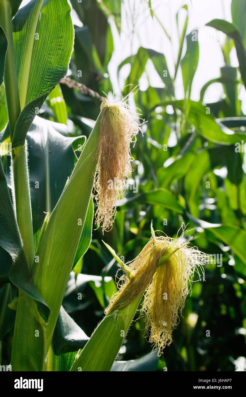 leaf closeup ears corn silk lawn green cob food aliment leaf detail ...