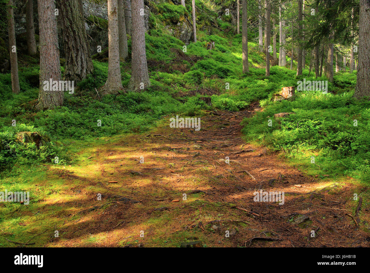 tree hike go hiking ramble fir path way forest migrate tree green wild ...