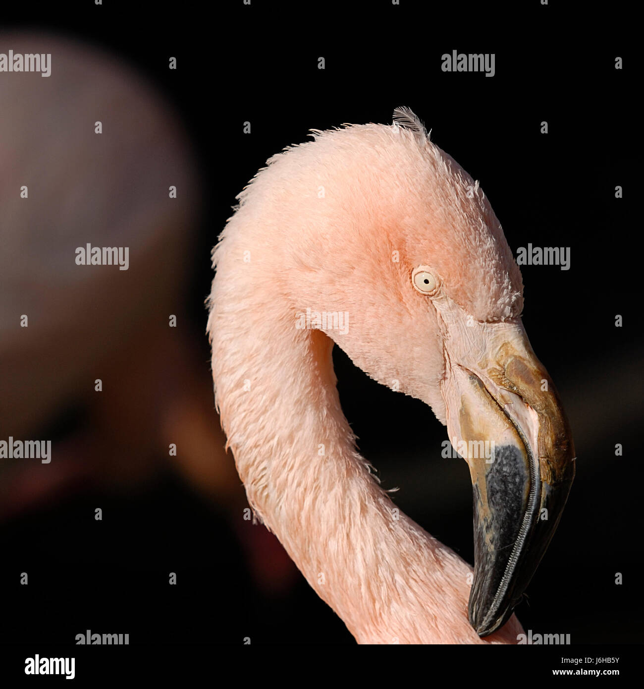 bird face eye organ birds beak beaks pink head flamingo bird face eye ...