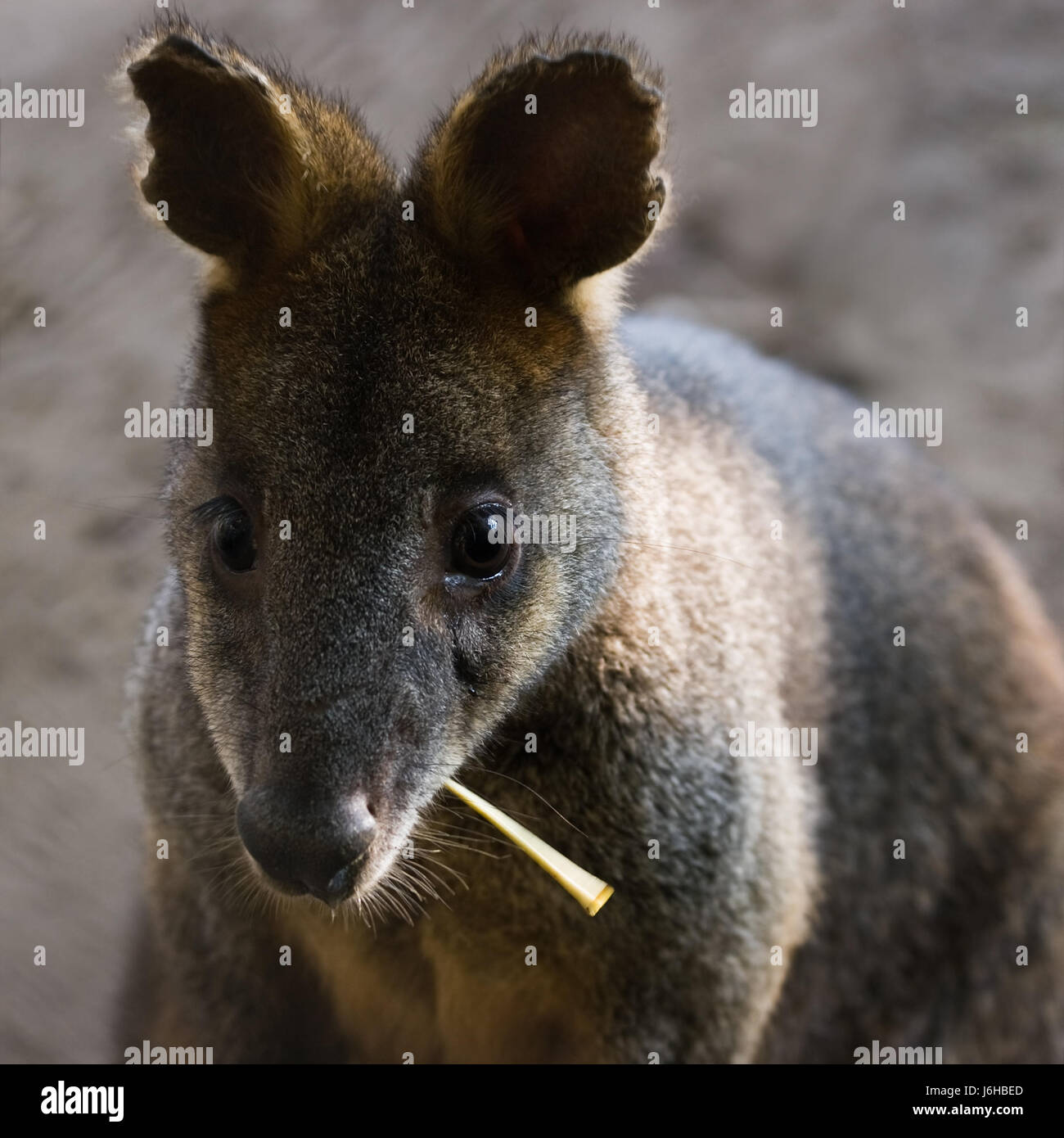 animal mammal animals mammals kangaroo animal mammal animals swamp ...