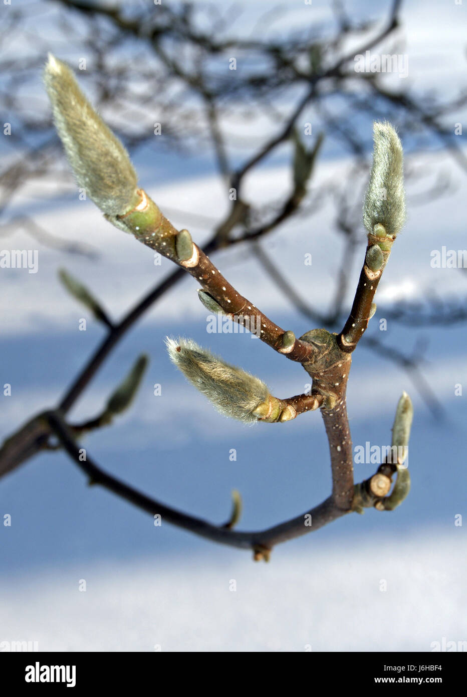 winter frost buds magnolia snow kitten kittens kitties shine shines ...