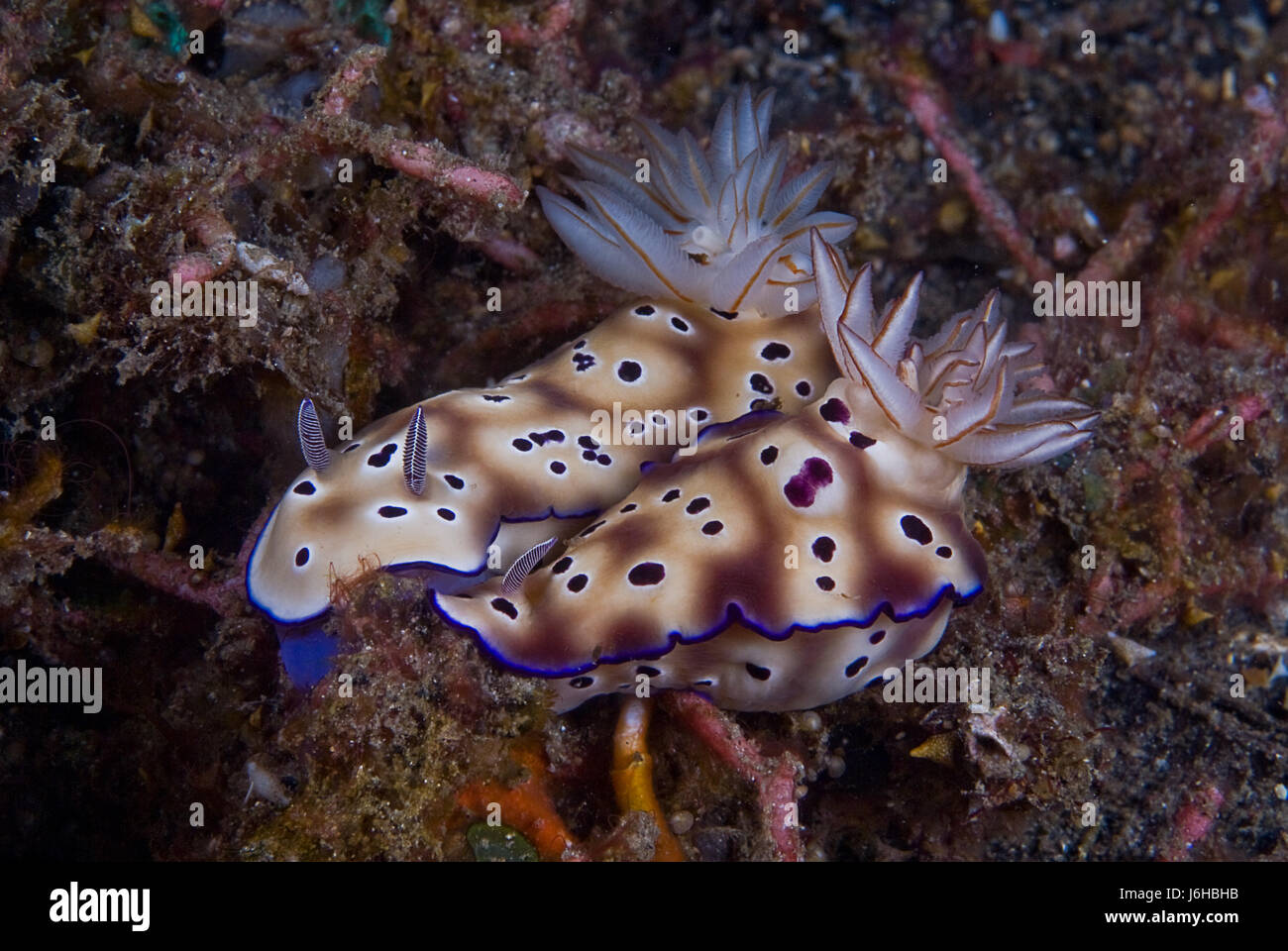 Chromodoris risbecia tryoni hi-res stock photography and images - Alamy