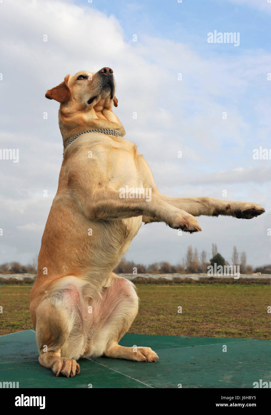 game tournament play playing plays played pet dog labrador beautiful ...