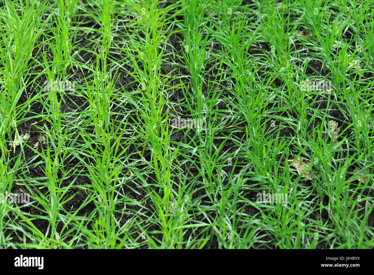 winter wheat cereal lawn green grain leaf winter field small tiny ...