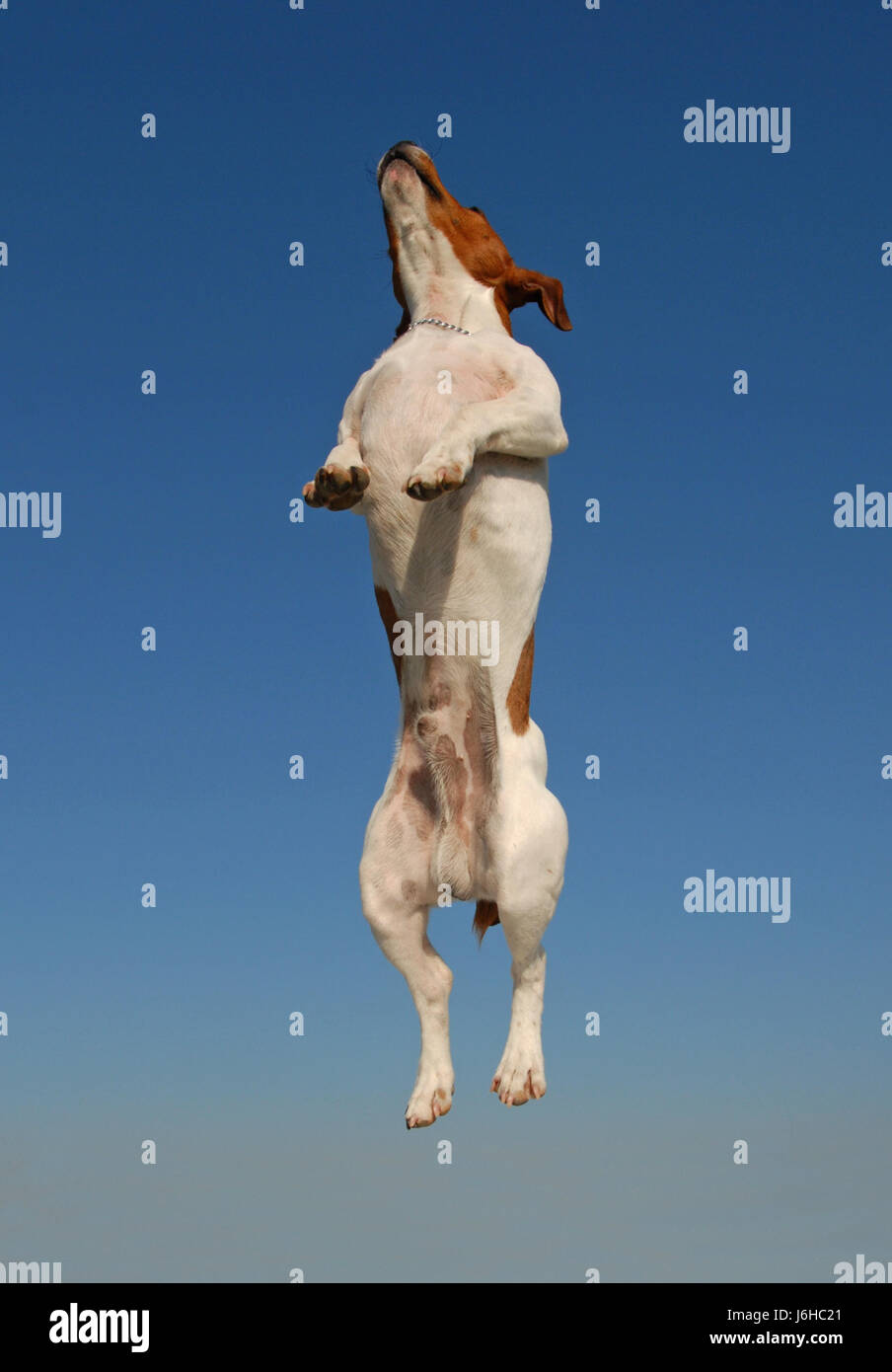 dog spring bouncing bounces hop skipping frisks jumping jump jack ...