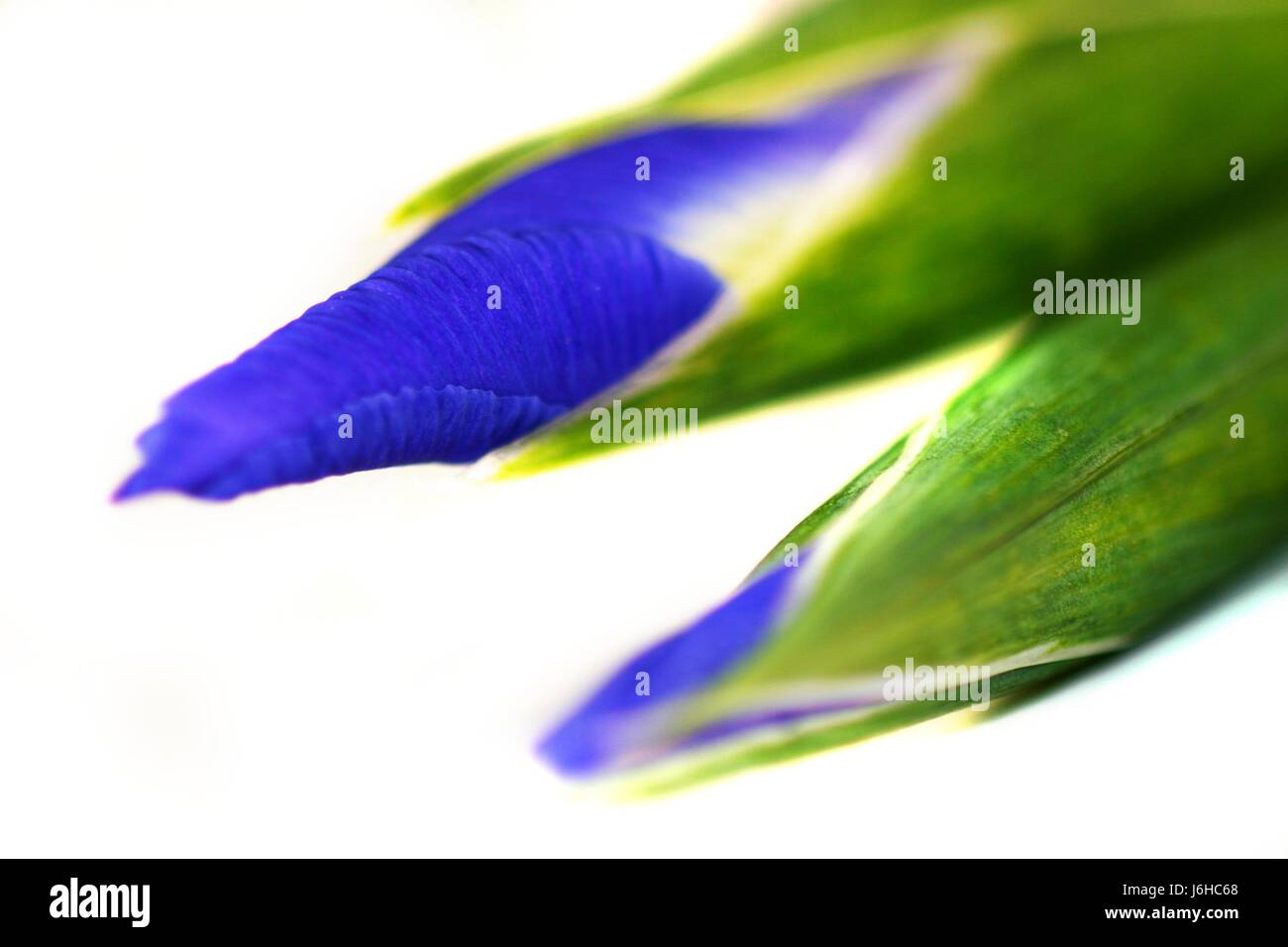 flower plant leaves spring purple stalk stem iris white foliage nature ...