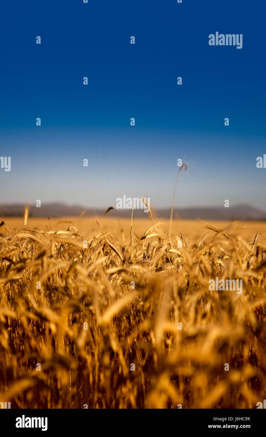 agriculture farming field wheat farm land landscape scenery countryside ...