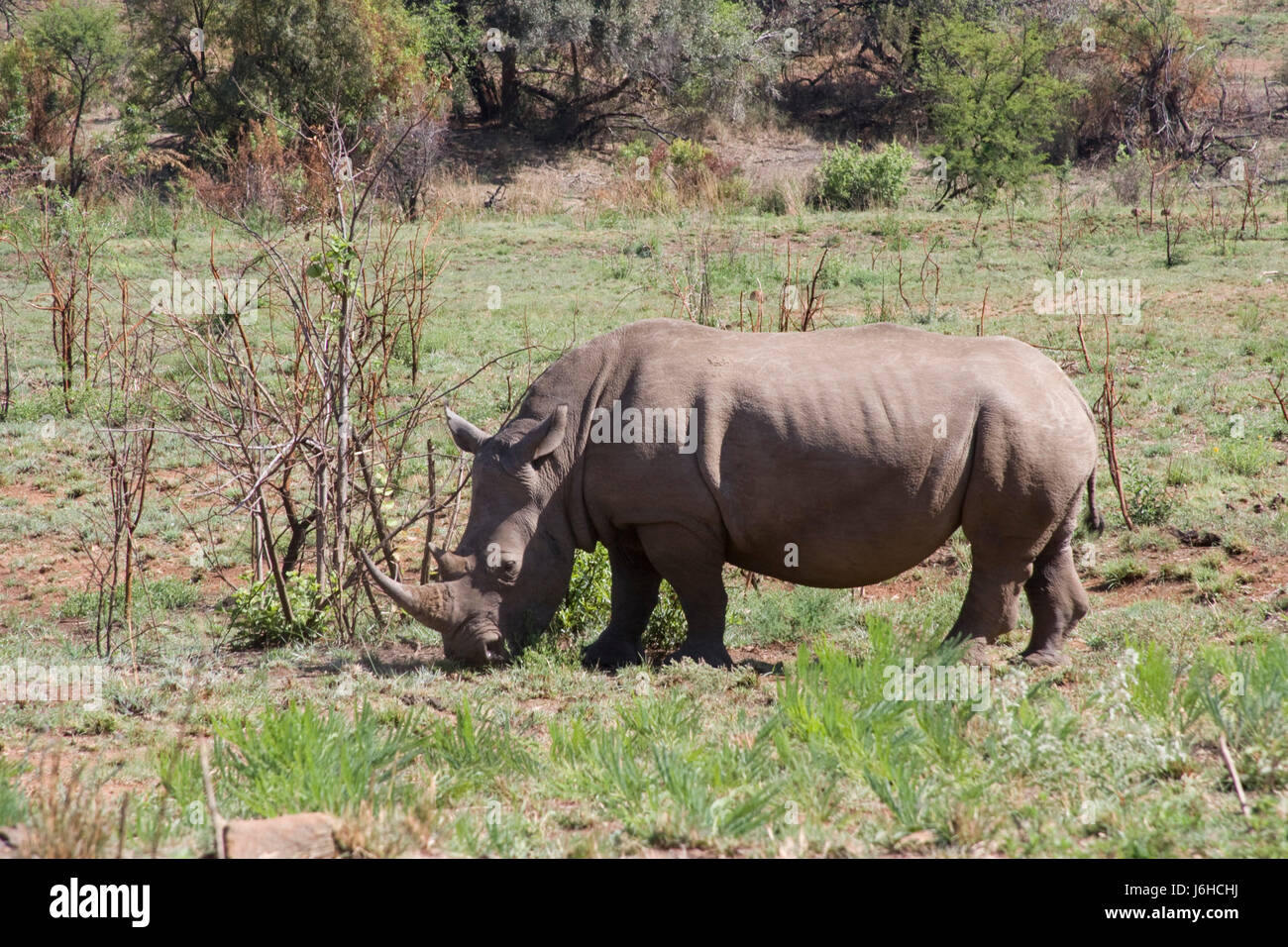savannah horn cow graze rhino rhinoceros savannah lone wolf horn ...
