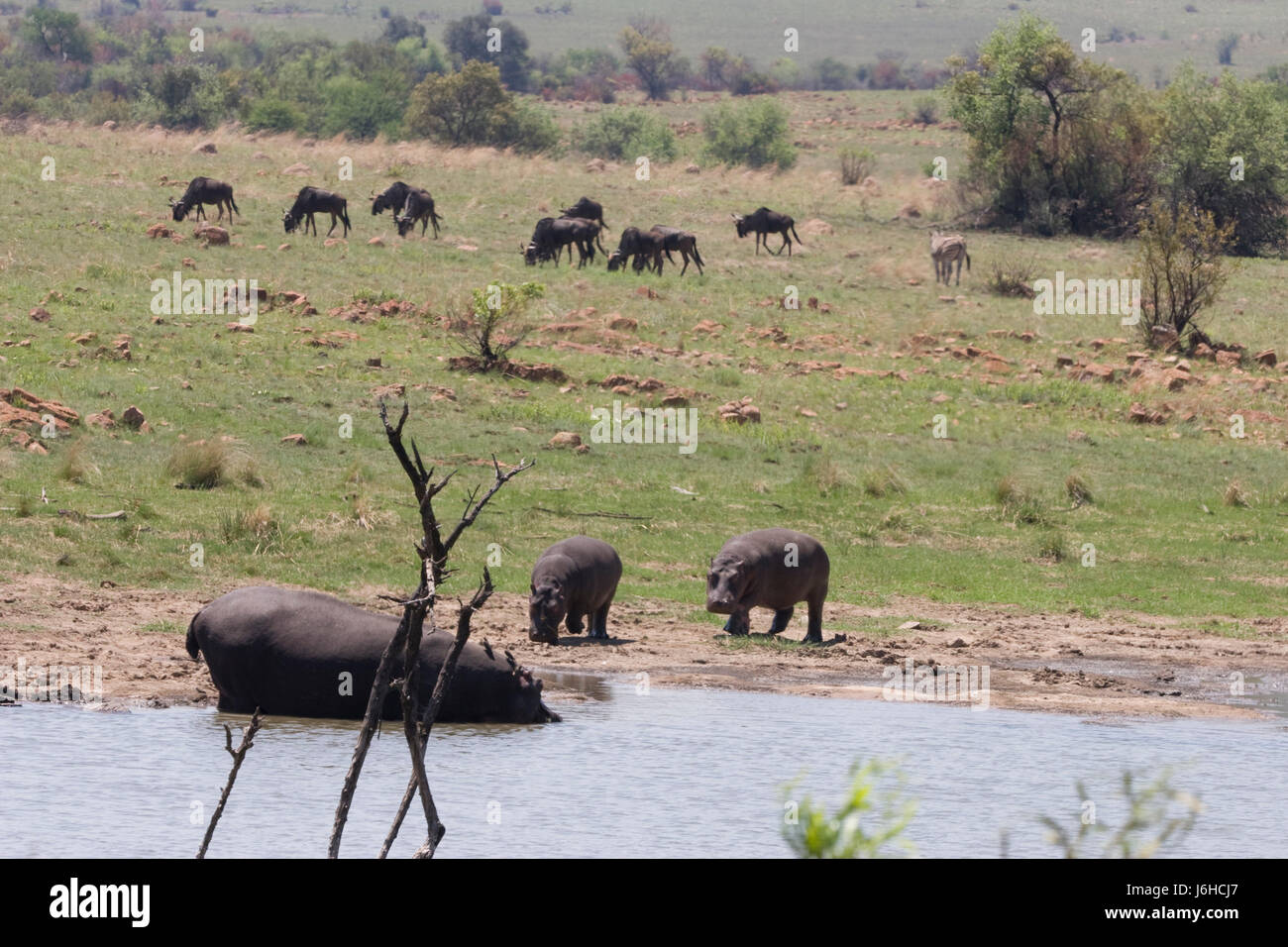 bird savannah birds cow herd bird savannah birds cow hippopotami calves ...