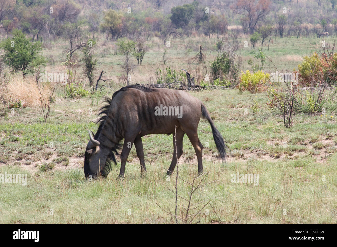 gnu eating grass Stock Photo - Alamy