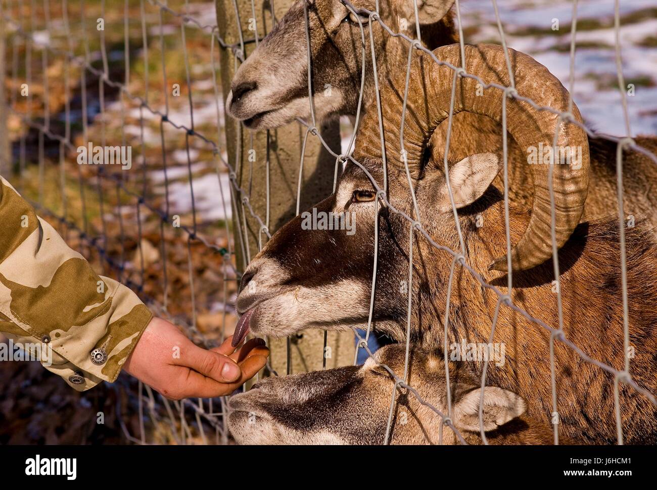 hand fence ram feed animal world nature hand mammal hunger horn fence ...